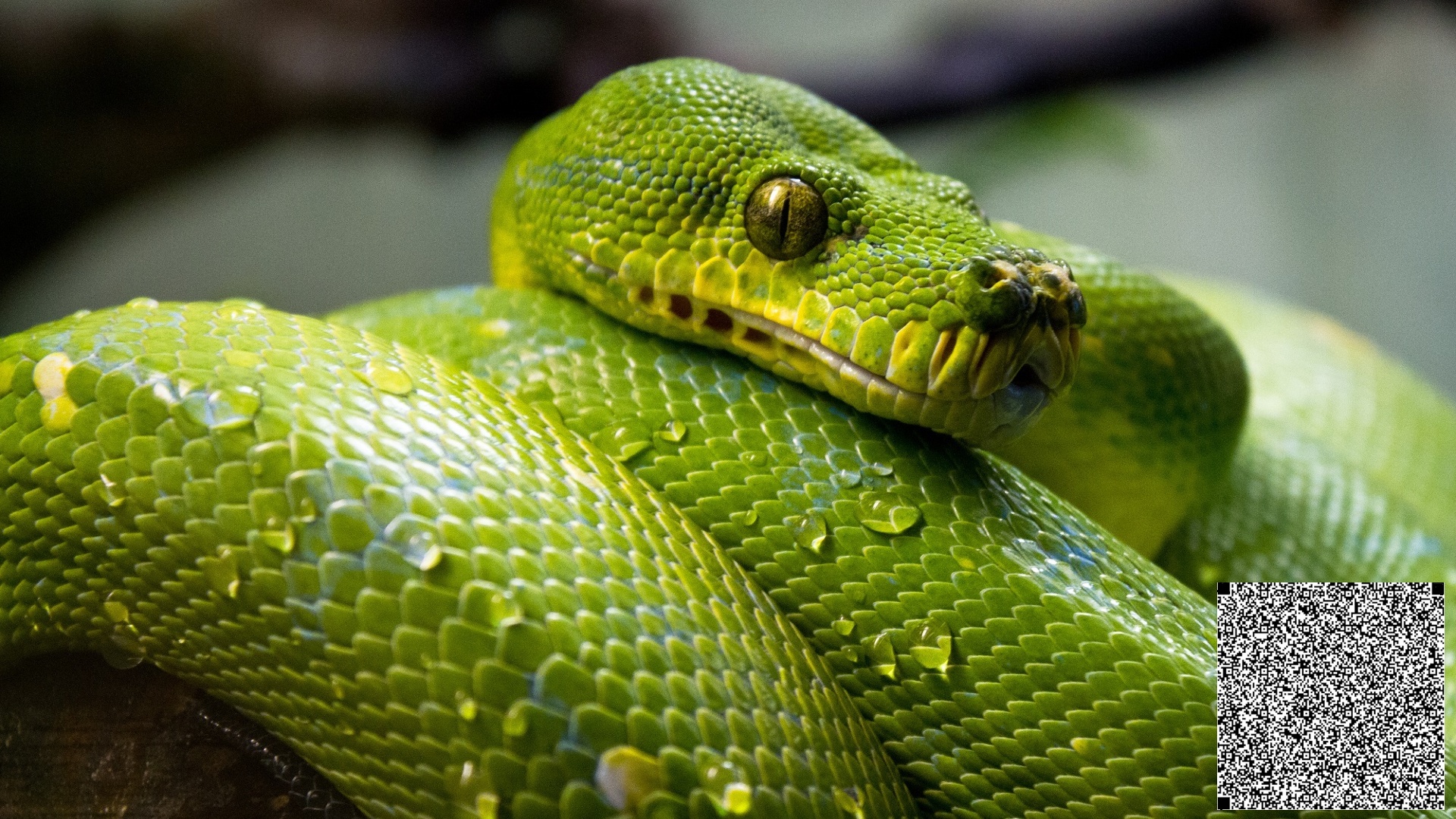 Ganzes Spiel in QR-Code? YouTuber macht Spieleklassiker verfügbar